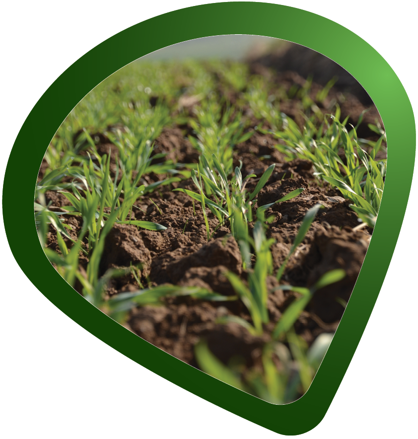 Fidox 800 – Certis Belchim